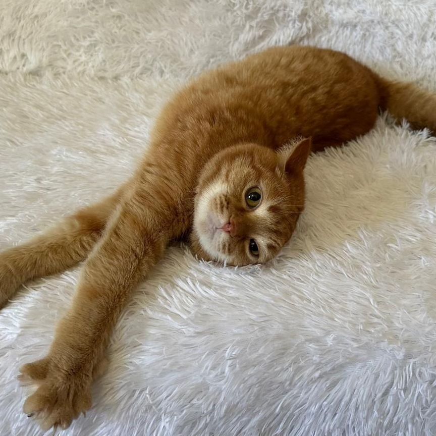 Умка в добрые руки