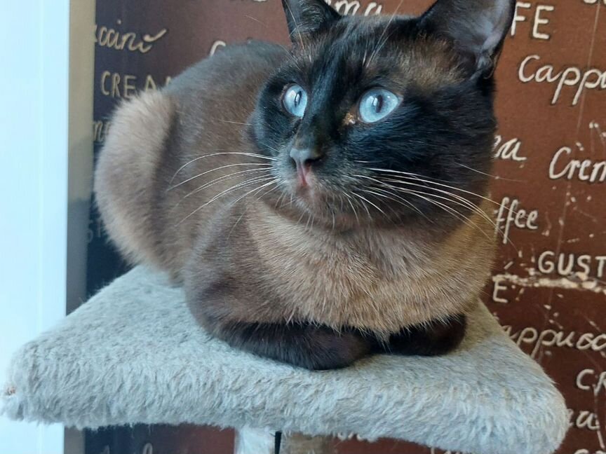 Тайская кот вязка