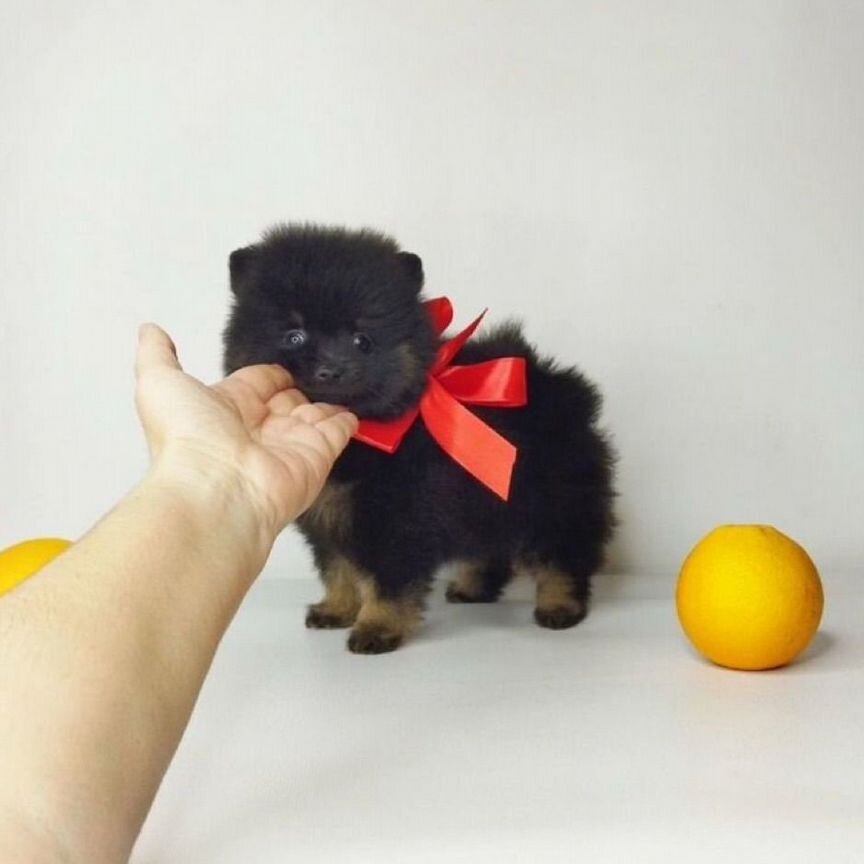 Щенок шпица мальчик