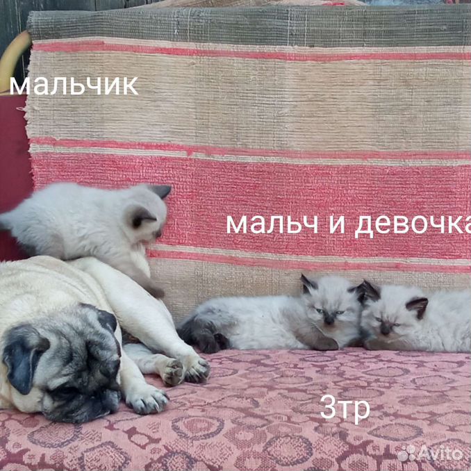 Котятки нежные комочки