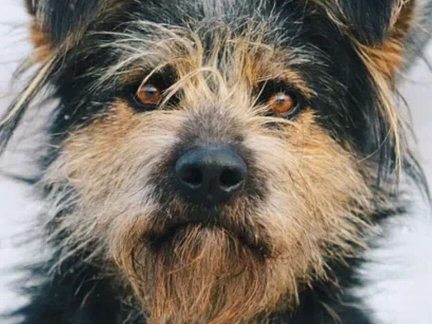Пёс из приюта
