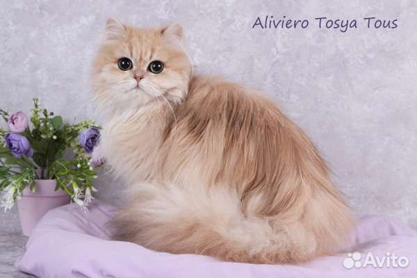 Британская длинношерстная шиншилла Тосенька