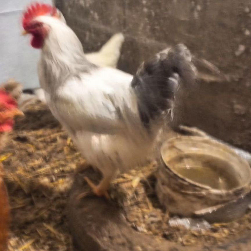 Домашние молодые петухи