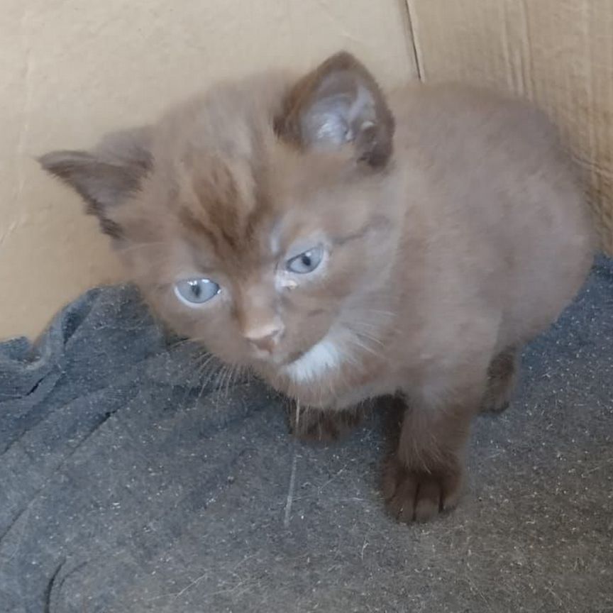 Котята