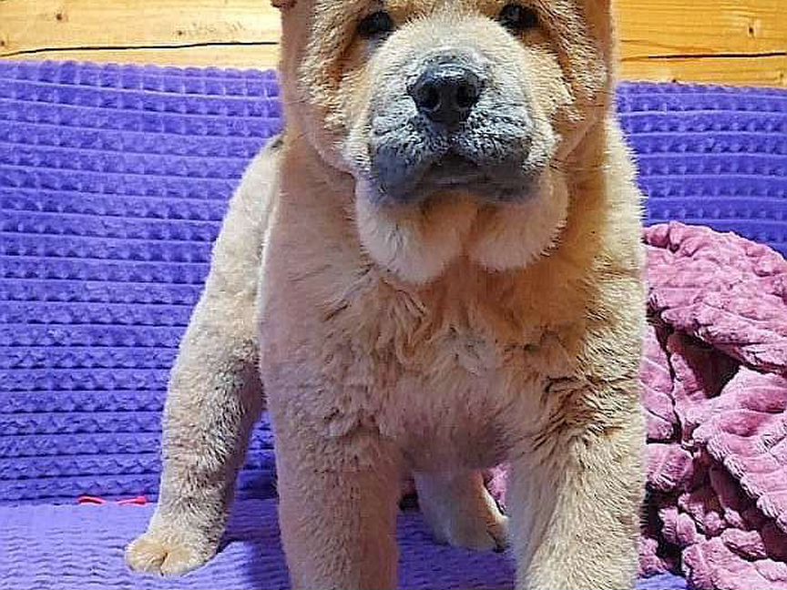 Чаушонок. смуф