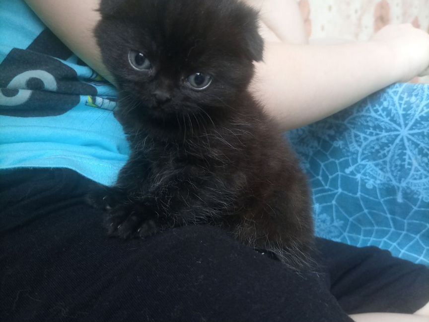 Шотландский котенок