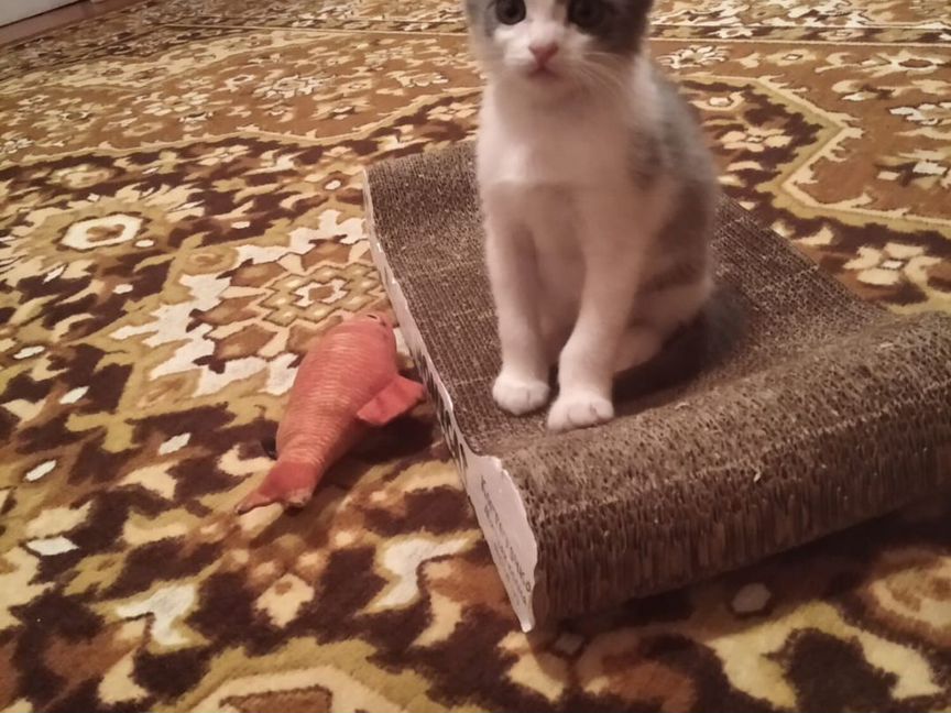 Котëнок
