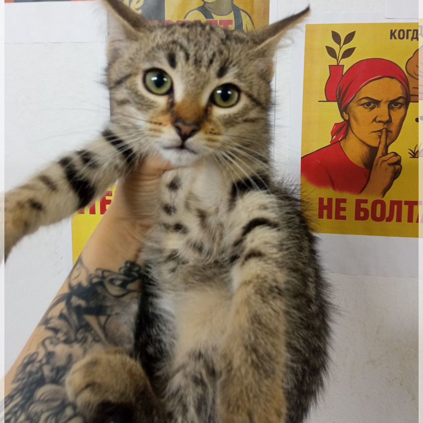 Котята 2 месяца (мальчик, девочка)