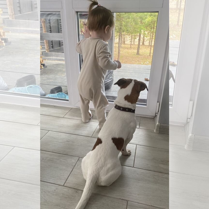 Джек-рассел-терьер, взрослый пёс