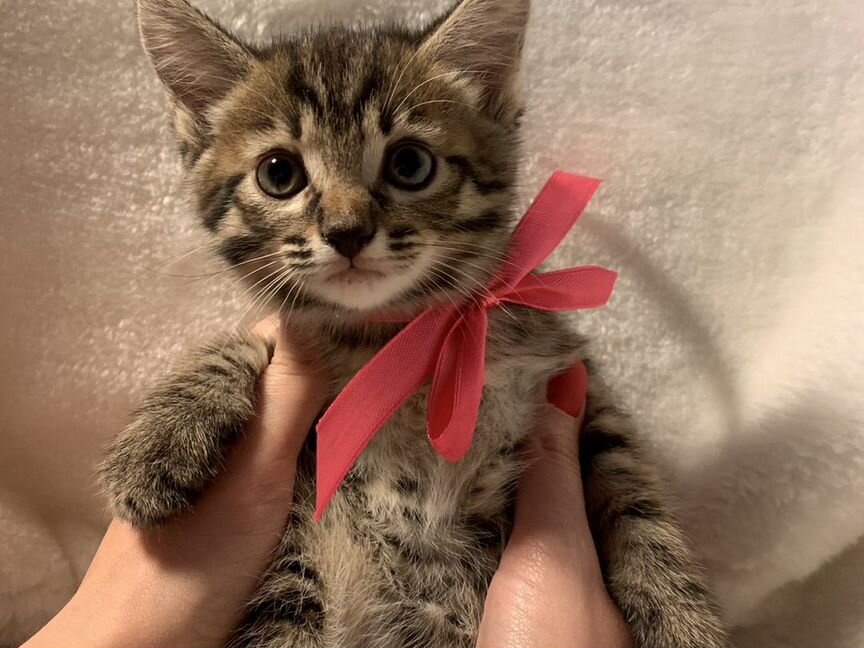 Котенок в дар