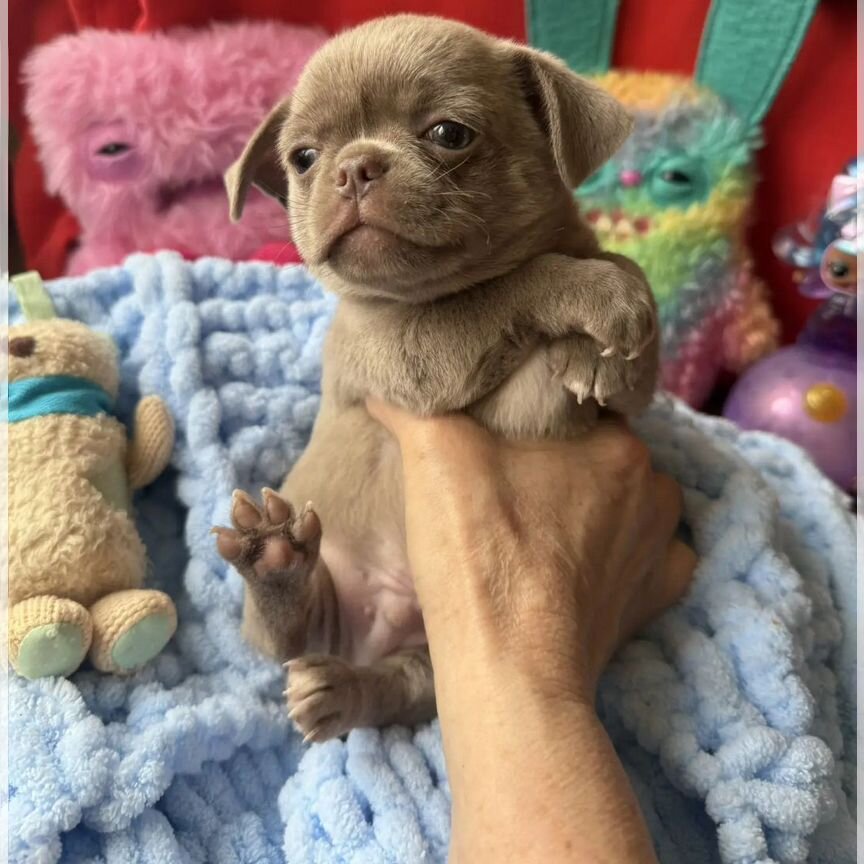 Чихуахуа, щенок