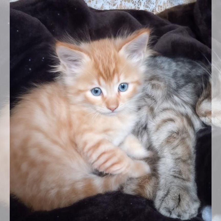 Котята в добрые руки бесплатно