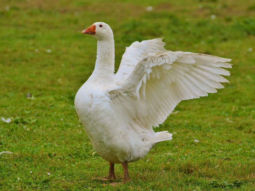 Гусь с курами