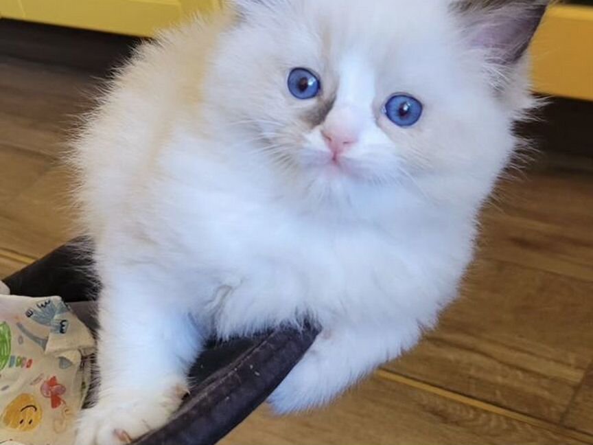 Котенок рэгдолл мальчик