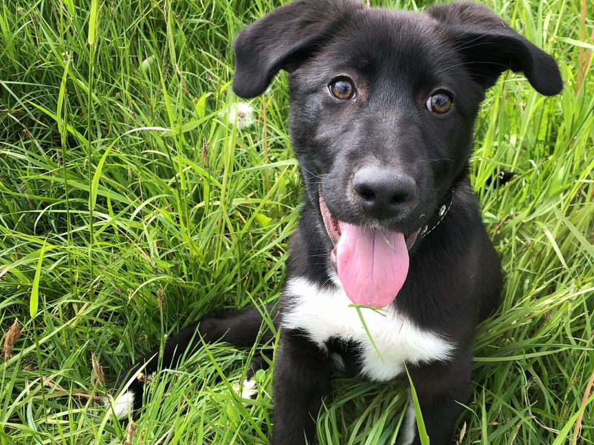 Собака в добрые руки