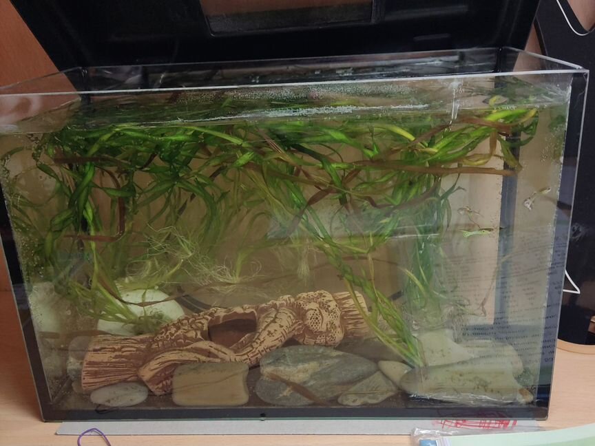 Приму в дар рыбку