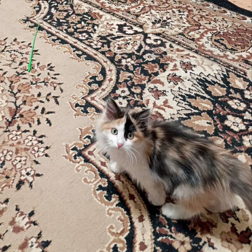 Котёнок девчушечка