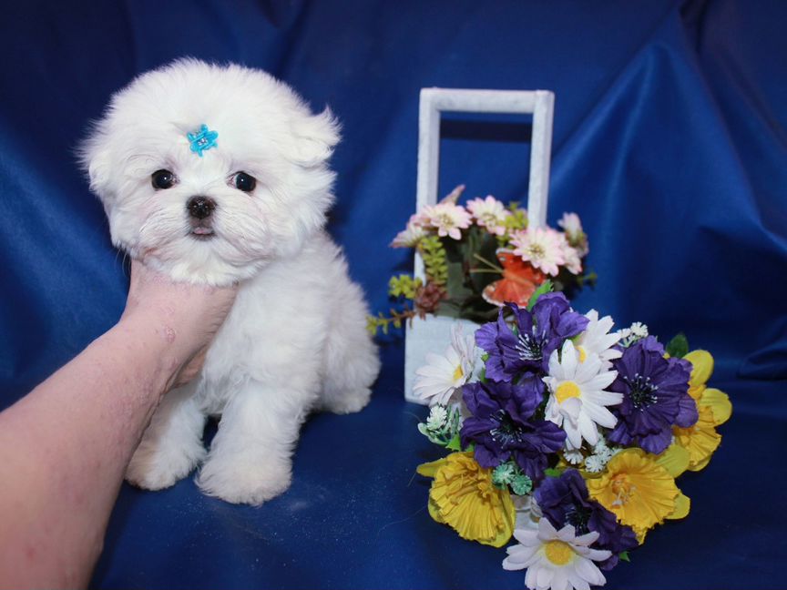 Очень красивый мальчик мальтезе 2,5 мес