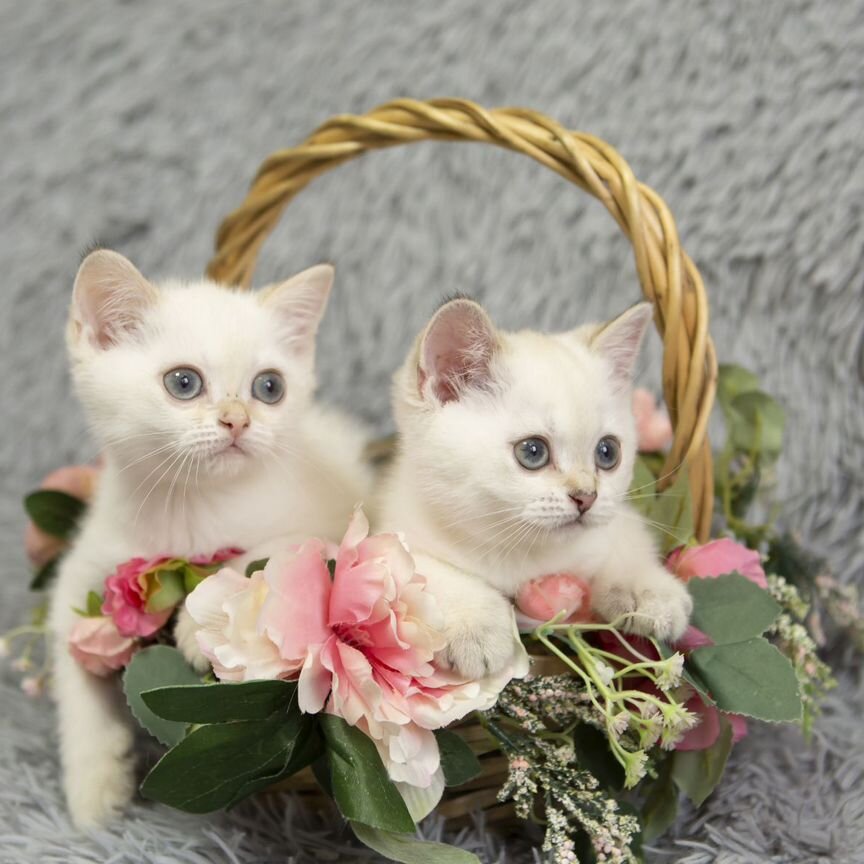 Шотландский прямоухий короткошёрстный котёнок