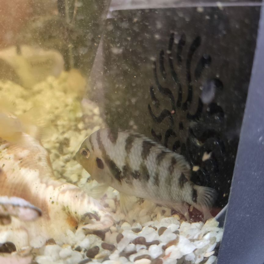 Аквариумные рыбы цихлиды