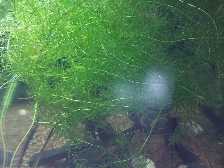 Аквариумные водоросли