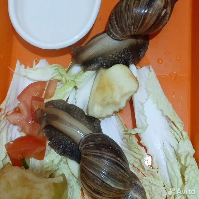 Улитки ахатины бесплатно