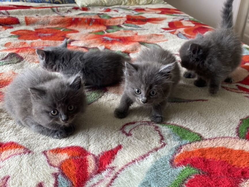 Котята бесплатно