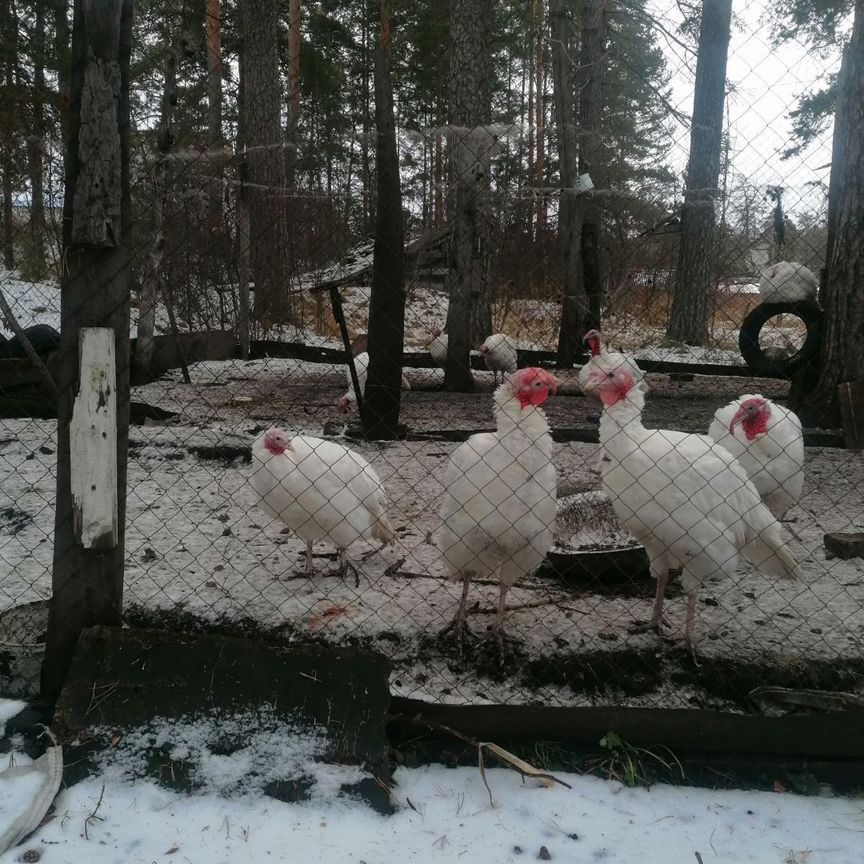 Инкубационное яйцо индейки