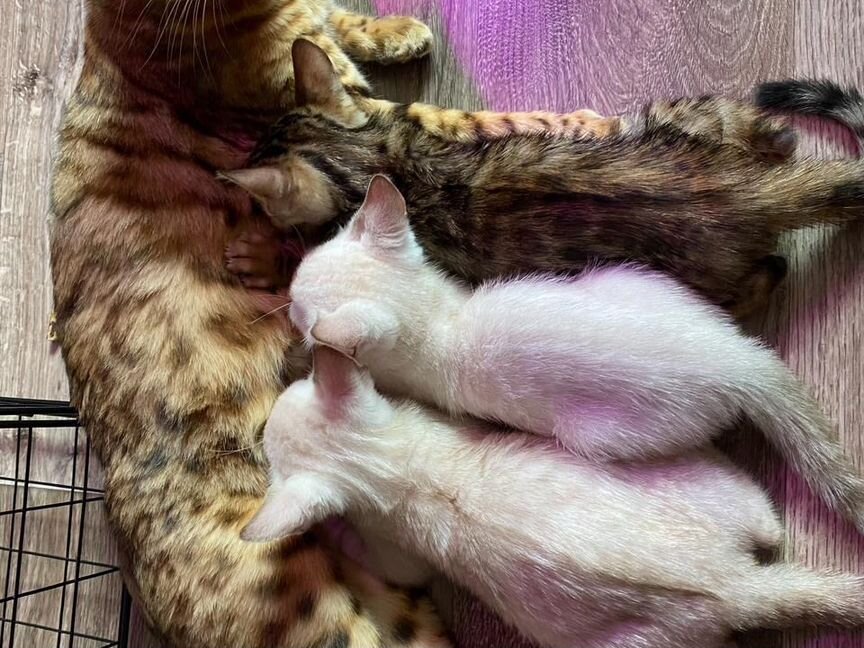 Коты бенгалы