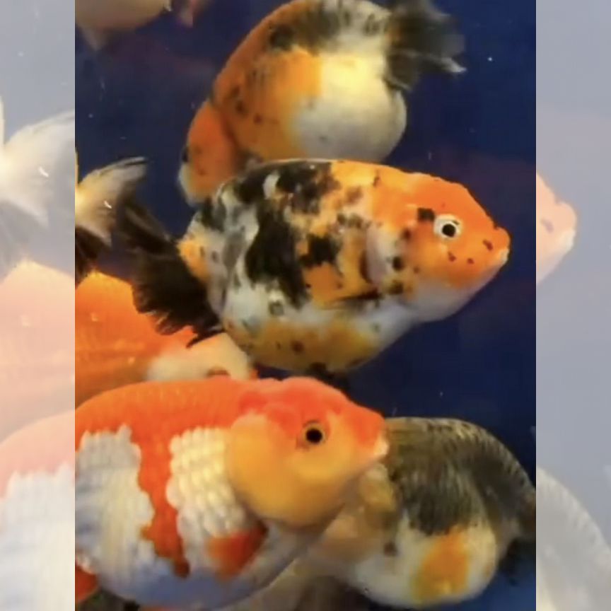 Рыбки золотые ранчу и розохвостые оранды