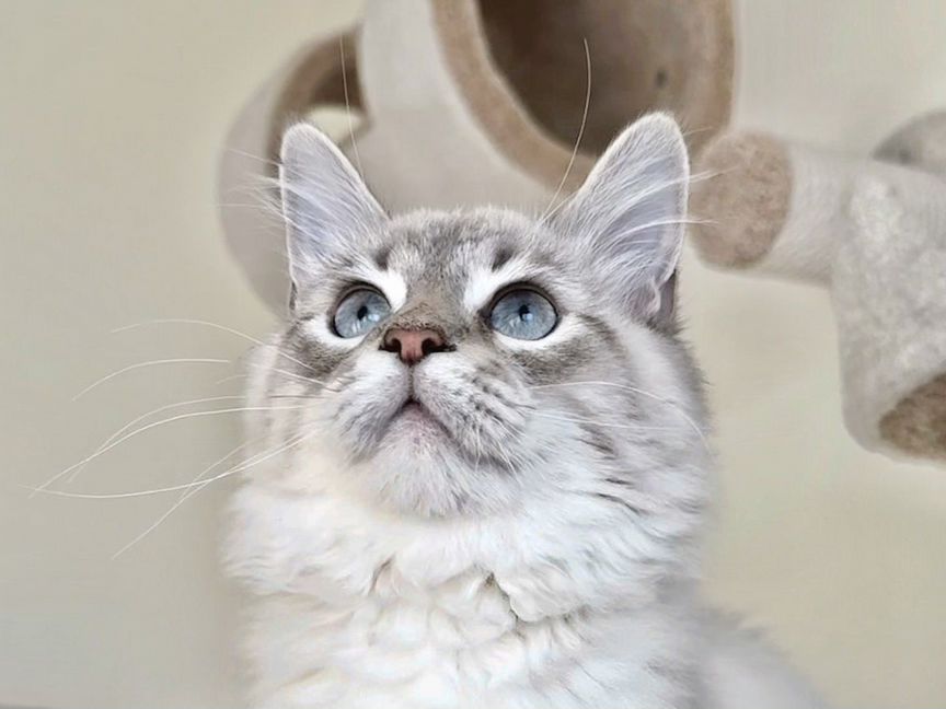 Невские маскарадные котята