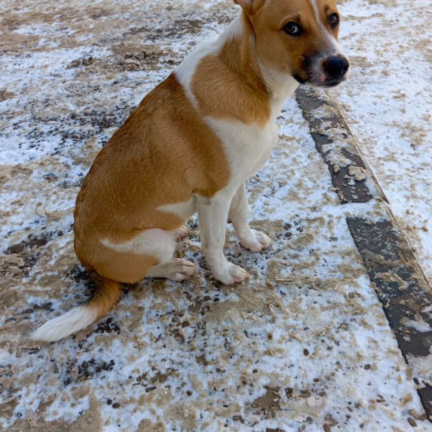 В добрые руки