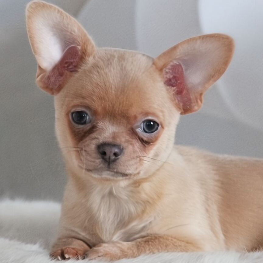 Чихуахуа, щенок