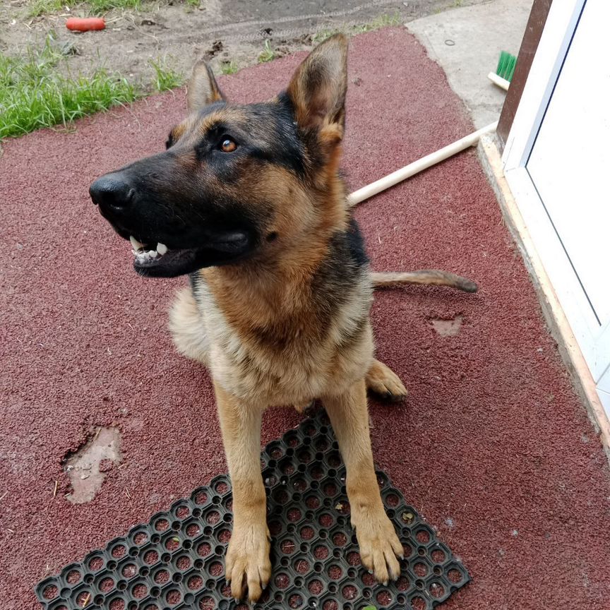 Приму в добрые руки овчарку кабеля