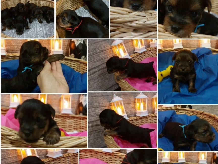 Собака маленькая порода