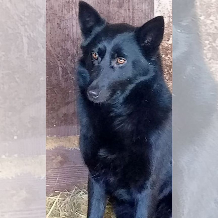 Взрослая собака в добрые руки