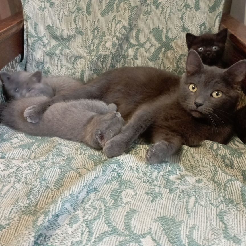 Котята отдам бесплатно