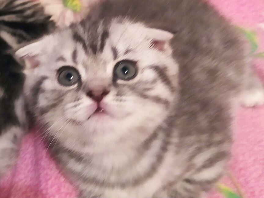 Шотландские котята