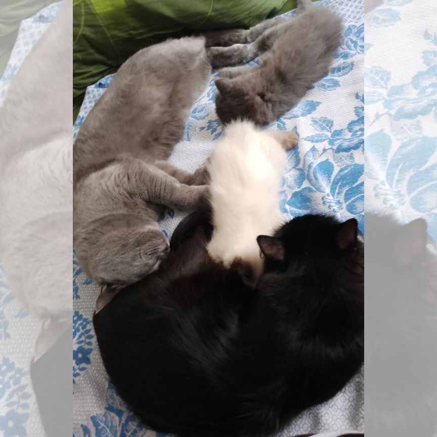 Котята в добрые руки