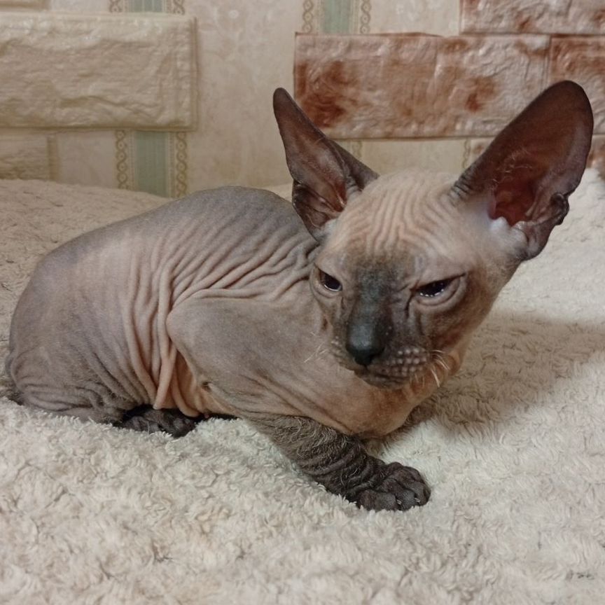 Котёнок сфинкс