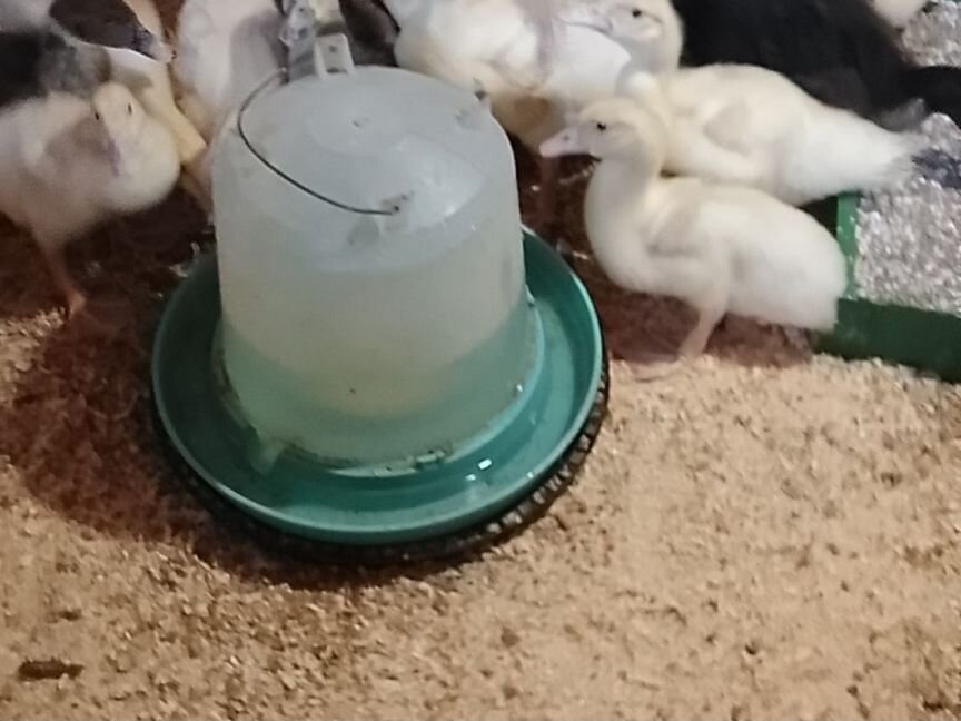 Мускусные утята индоутки и утята