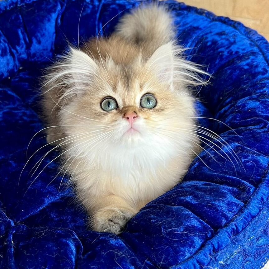 Зеленоглазый красавец