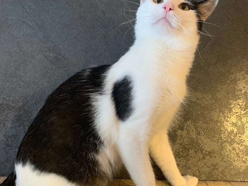 Котик