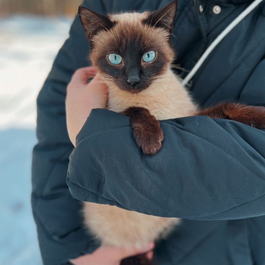 Сиамская кошка ищет дом