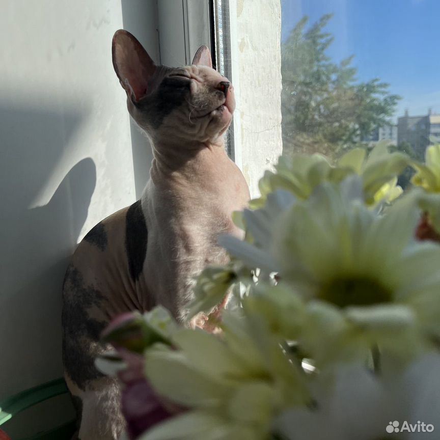 Кошки донской сфинкс