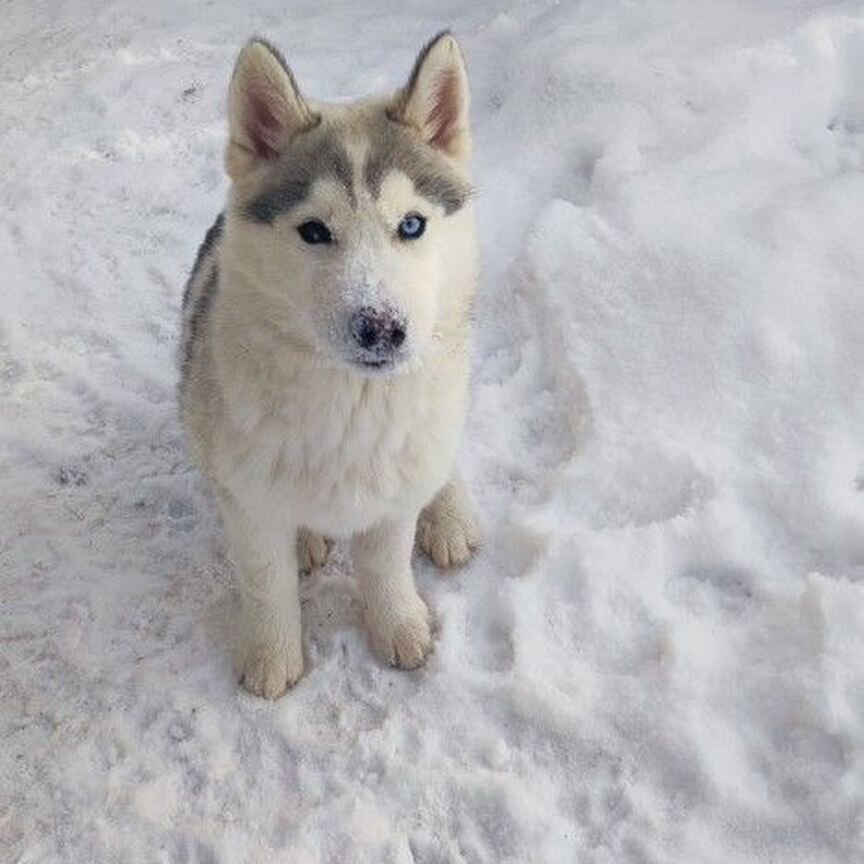 Сибирский хаски