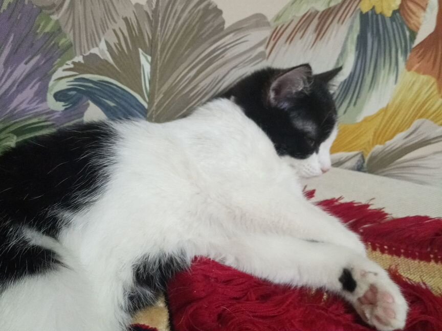 Отдам бесплатно