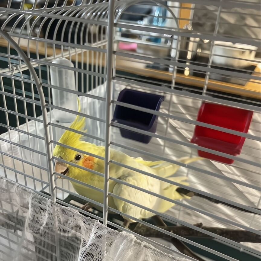 Попугай по имени Моника