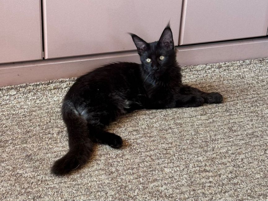 Кот(Мэйнкун 3 месяца чистокровный с паспортом)