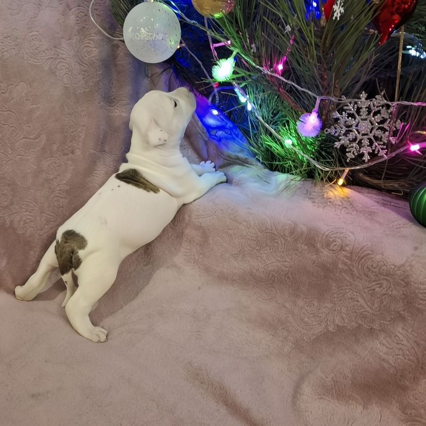 Американский стаффордширский терьер, щенок